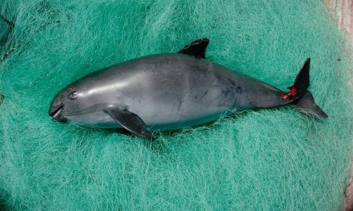 Chinese appetite for totoaba fish bladder kills off rare porpoise ...