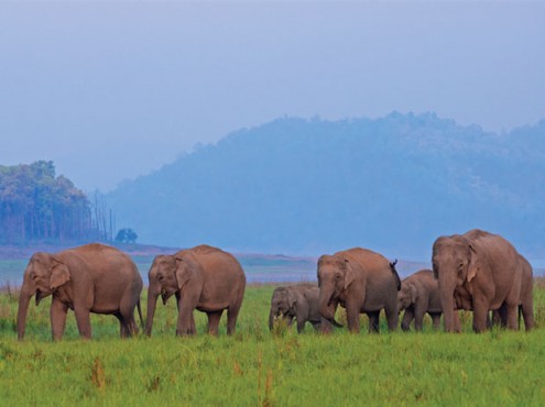 Wildlife poaching in India more than doubles during lockdown: Report ...